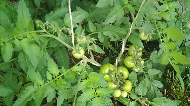 Срочно подкормить томаты - когда и чем