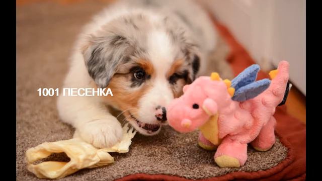 Трезор стихи