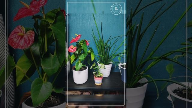 Обзор комнатных цветов в магазине Люблю Цветы - ArtCraft Family #Shorts