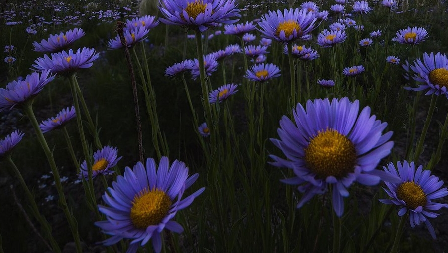 нюхаем цветы за донаты