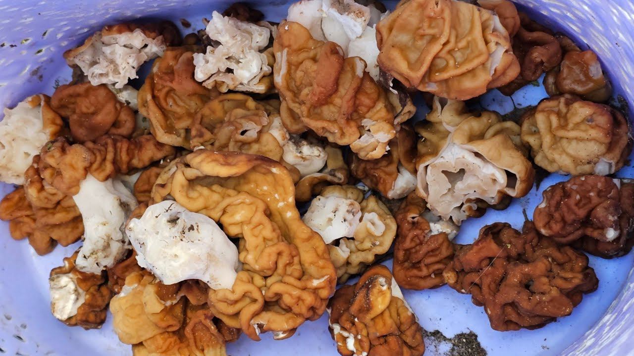 грибы Строчки в Подмосковье