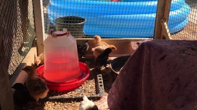 МОЙ ПТИЧИЙ ДВОРИК.