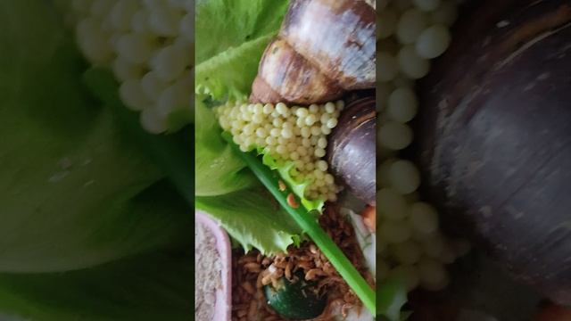 Улитки АХАТИНЫ - новая кладка яиц. Вот так наваляли)))