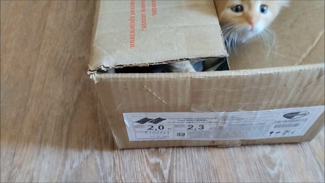 Маленькое чудо