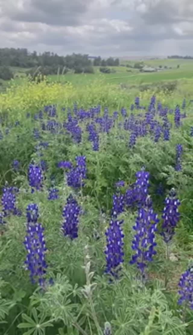 Цветущий Израиль!!! Дикие поля люпинов!!! Красотища!!!
