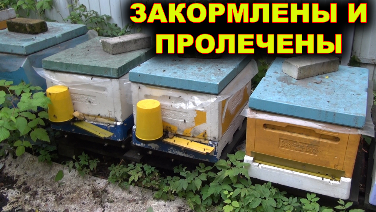 Закормлены и пролечены.