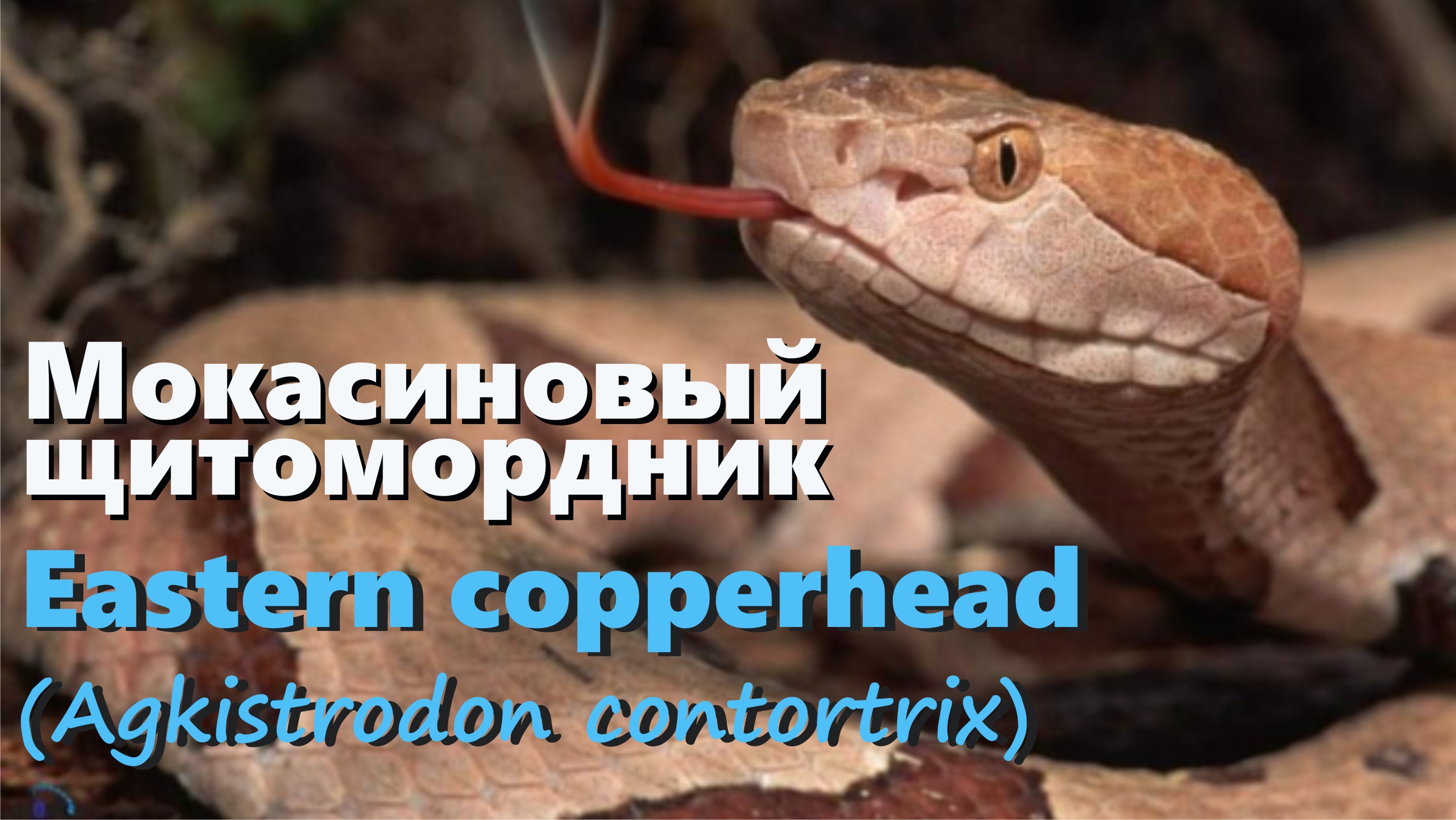Медноголовый или мокасиновый щитомордник. Московский зоопарк.
Eastern copperhead (Agkistrodon contor