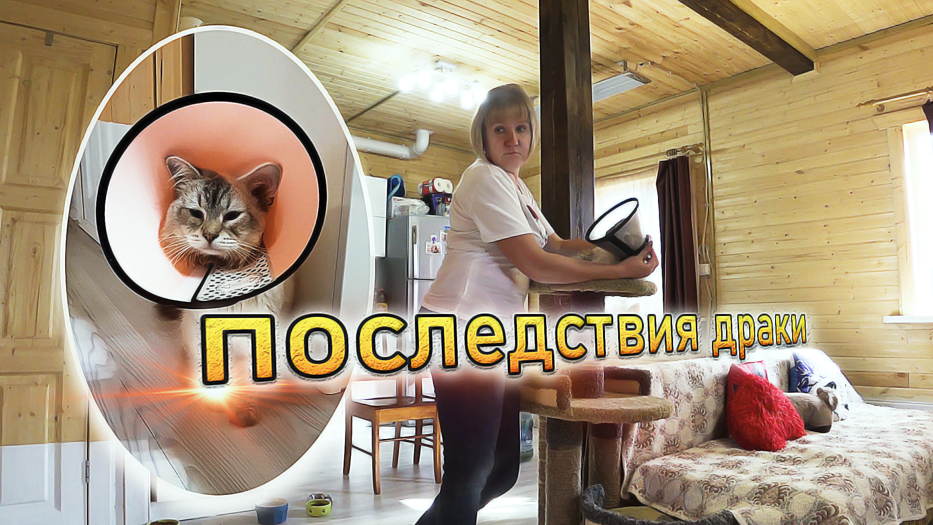 Сибирские Невские Маскарадные Кошки - Последствия Драки ??