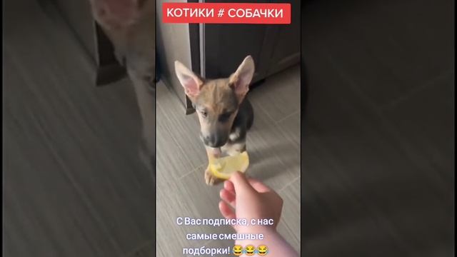 Котики и собачки!Смешное!)#помогитеподпиской