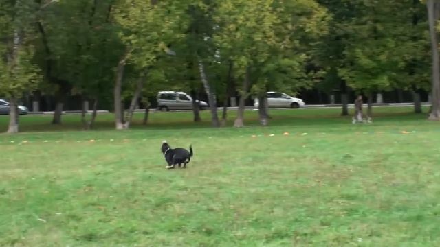 Чемпионат России Фристайл Дарья и Гвидон.mp4