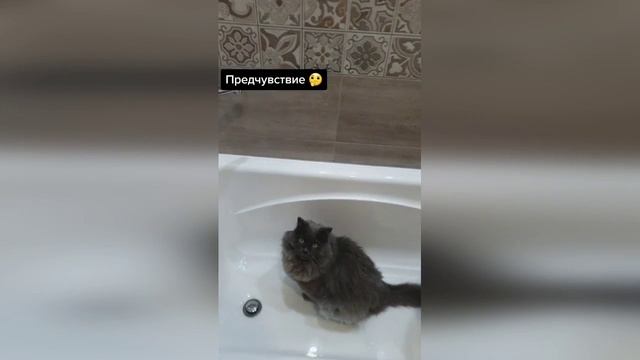 Самые смешные животные / Приколы с котами и собаками(# 53)#Shorts