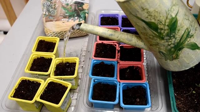 Как вырастить пеларгонию или домашнюю герань через рассаду