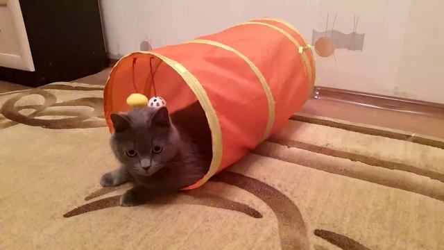 Игровой тоннель для котов