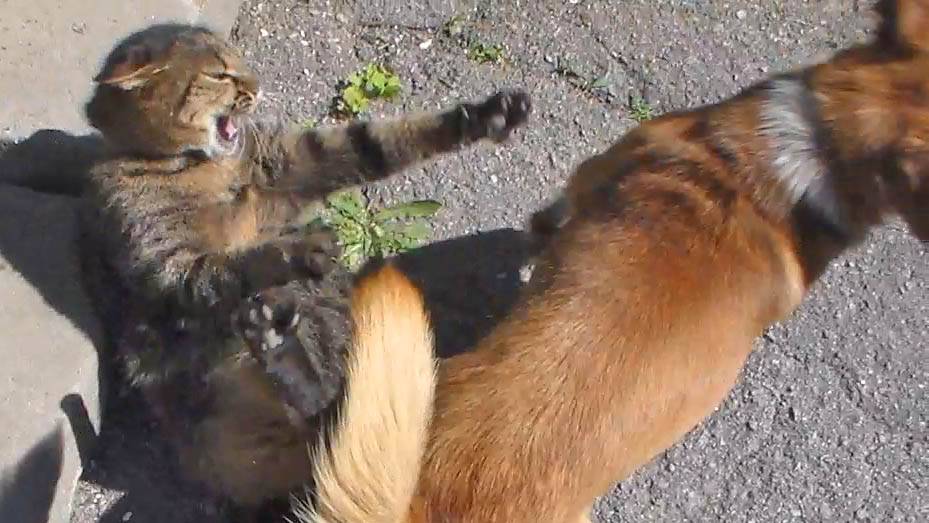 Собака играет с кошкой жёстко. Клички: Бублэк и Гепард. Дружба требует терпения. Прикольно