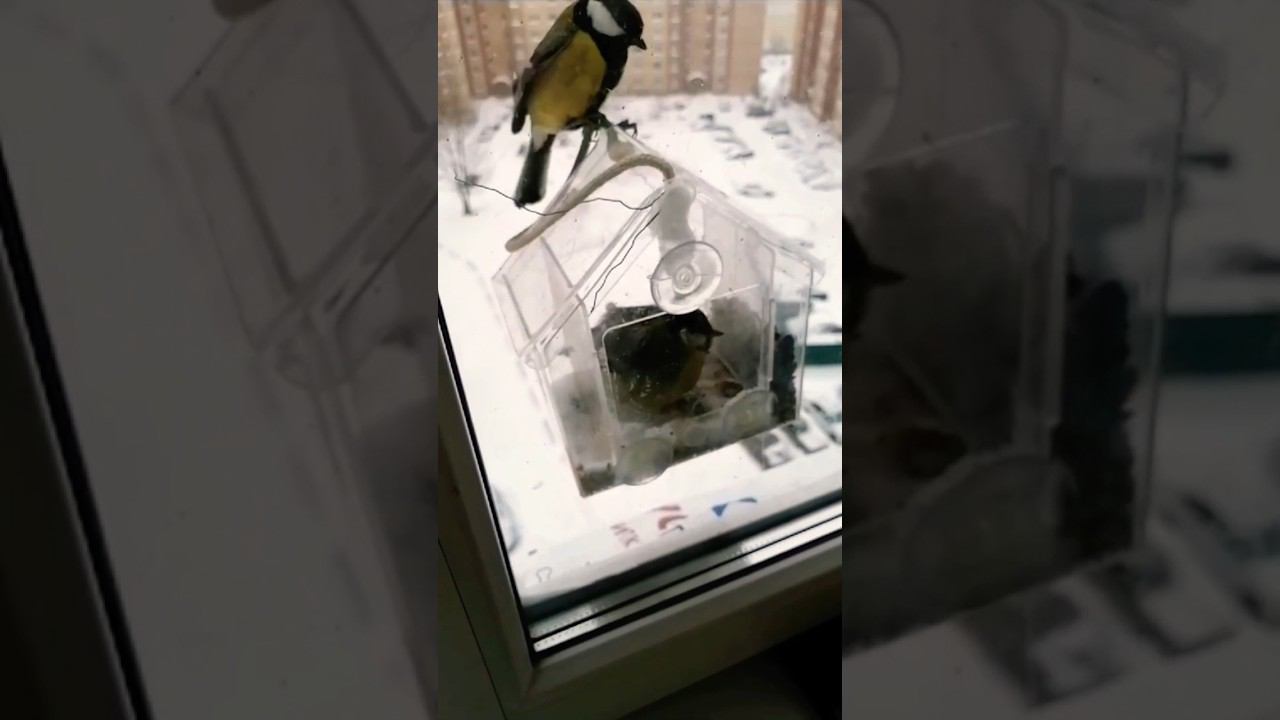 #shorts  Пожалуй посплю тут