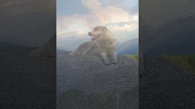 Тусхорой2.mp4