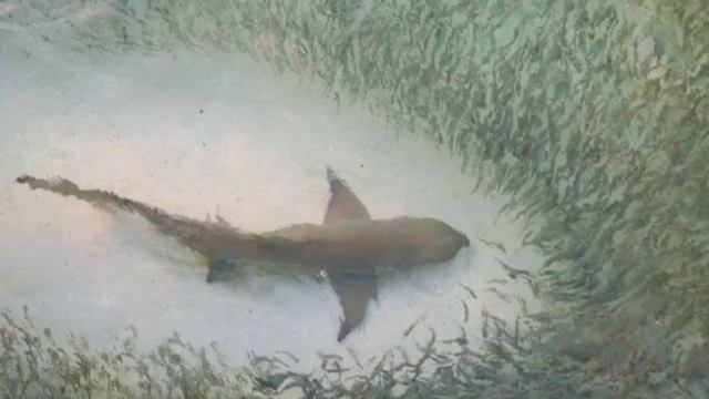 Басня.  США,Иран, хамаз, Израиль, Россия.