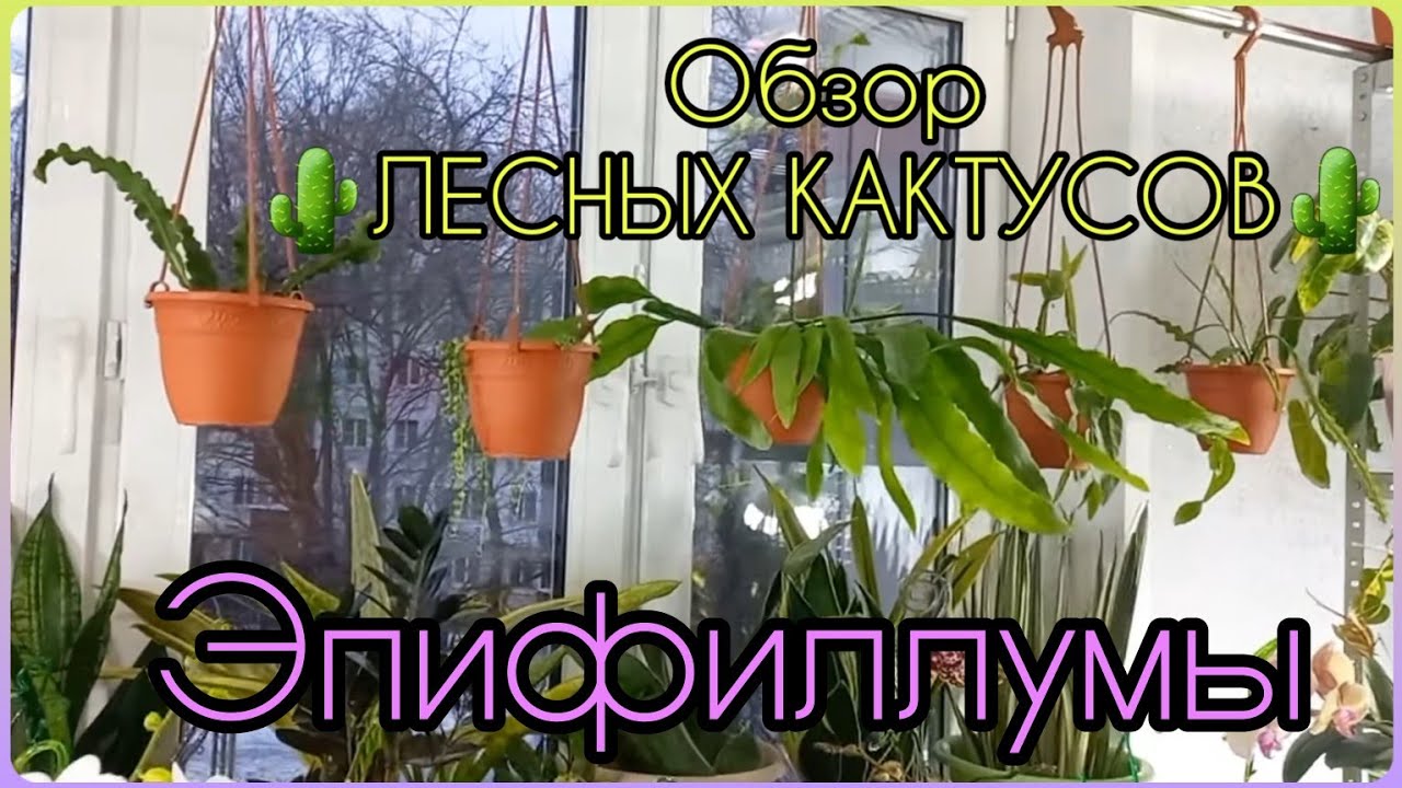 Эпифиллумы?Остались самые-самые?Лесные кактусы?Уход в домашних условиях?Содержание?Освещение?
