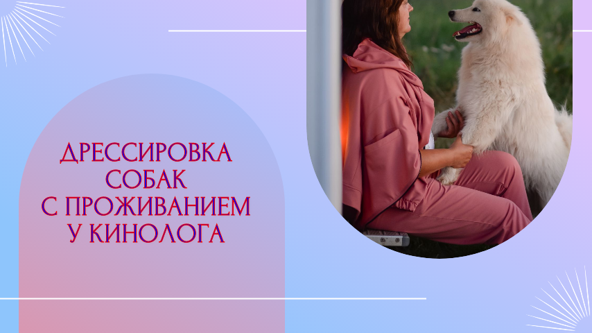 Дрессировка собак с передержкой.