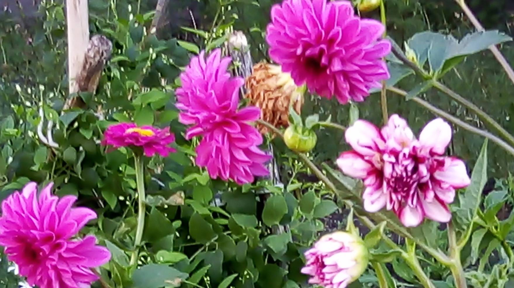 ЦАРИ-ГЕОРГИНЫ