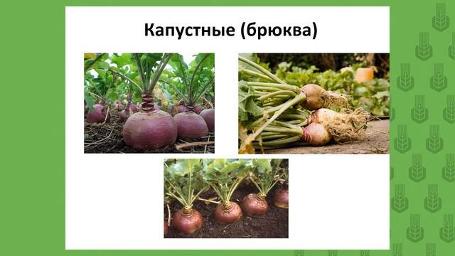 12.1 Растениеводство