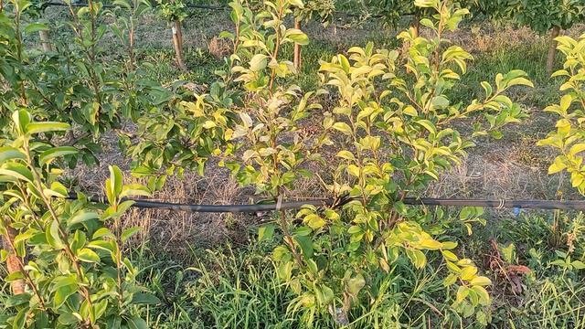 Результат перепрививки черенком в апреле 2024г.