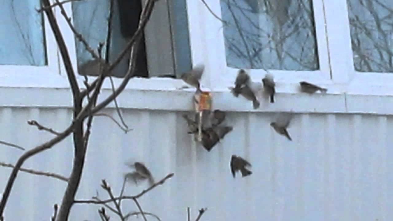 #2  Воробьи кушают