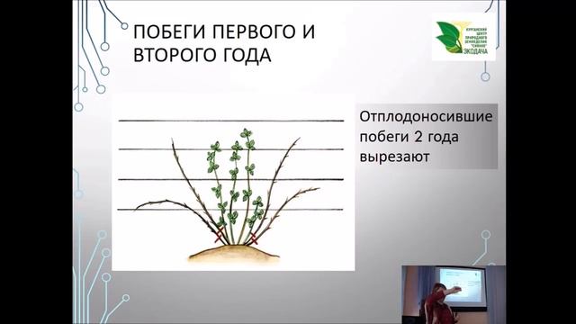 Выращивание ежевики