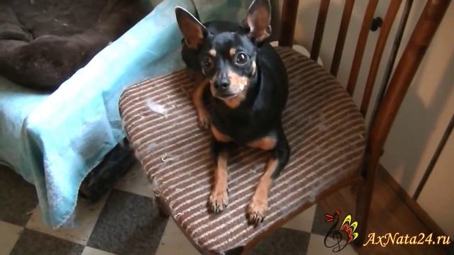 Перекормила, или, как Той-Джерри на подоконник запрыгивал.mp4