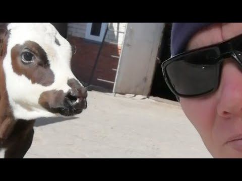 Советы, как кормить молодого бычка. Бычок растет, нашему Бычку уже полтора месяца.