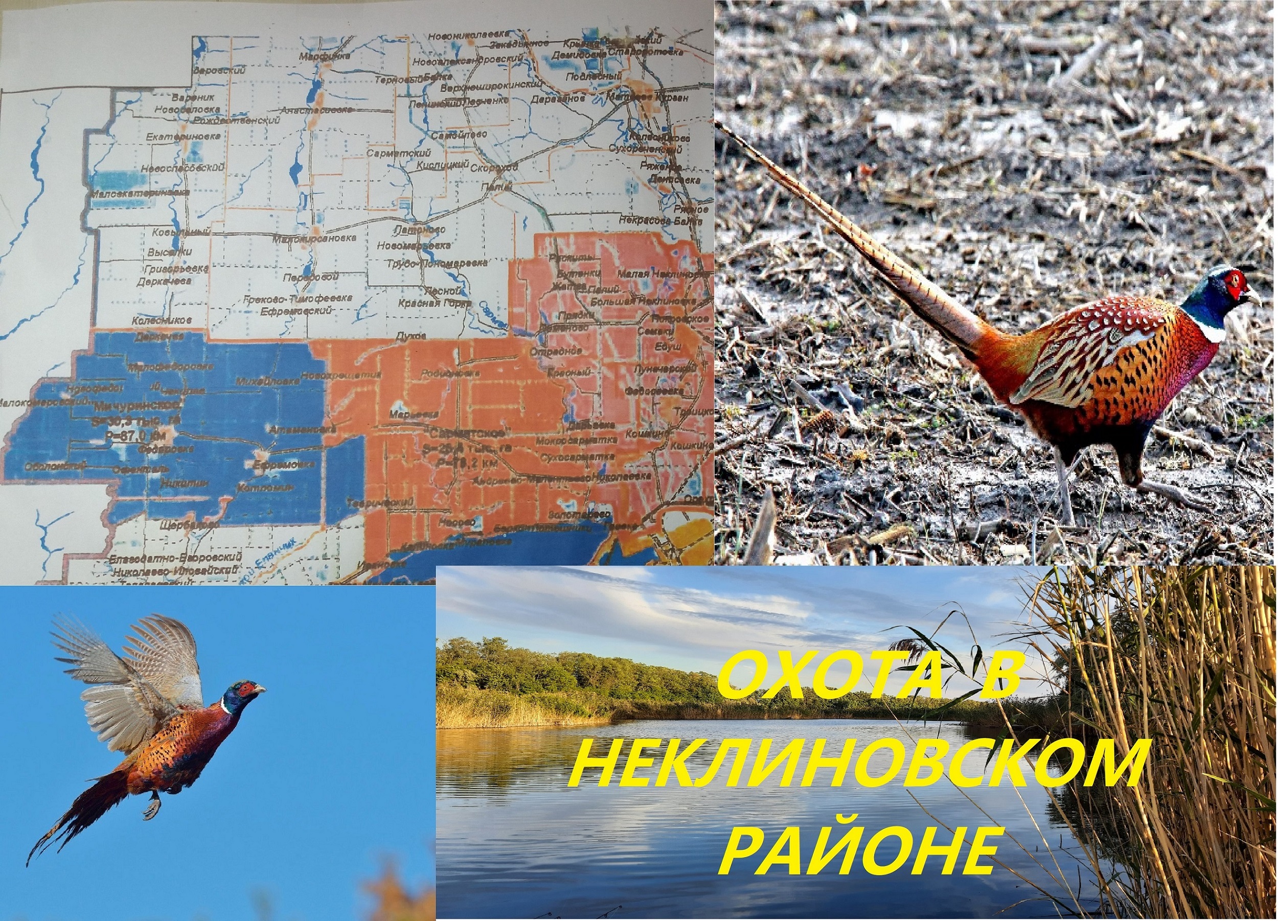 ОХОТА  НА ФАЗАНА ВБЛИЗИ ТАГАНРОГА ...