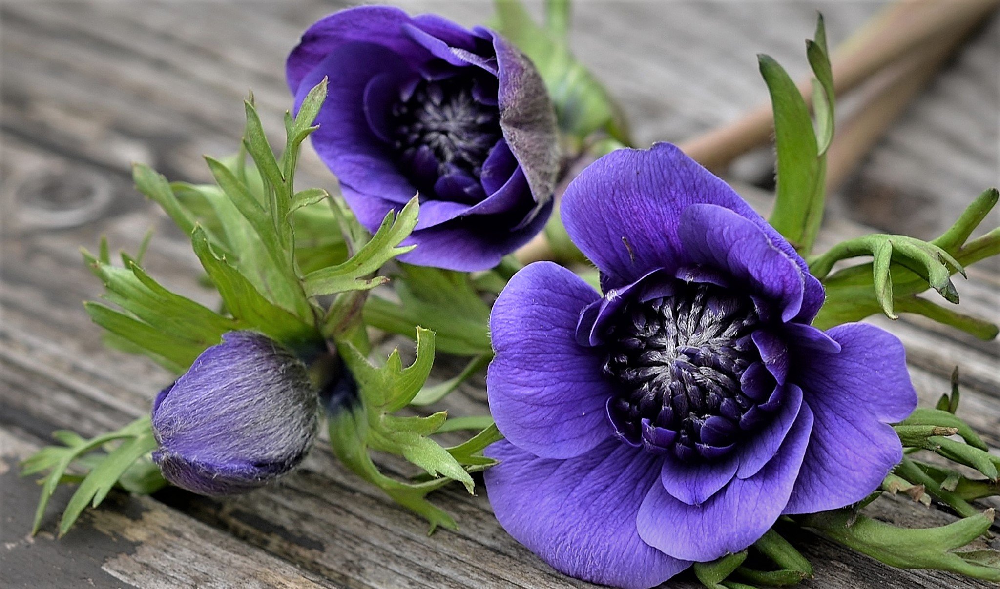 Романтичные и нежные цветы Анемоны (Anemone). Красивые цветы Анемона с множеством ярких оттенков