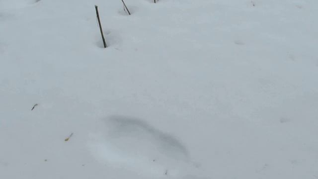 Прогулка 26 марта 2022г.Поиски Лешего.Снежного человека.