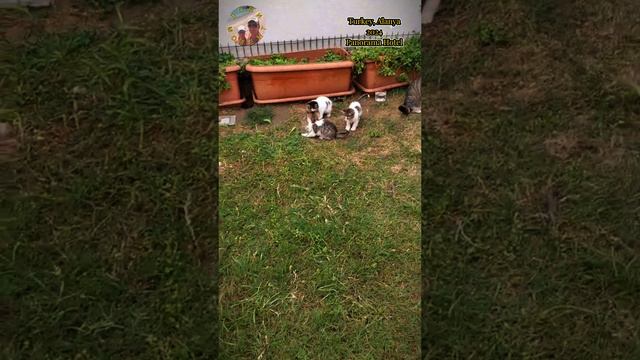 Котики в Panorama Hotel, Турция. Лови Момент! shorts