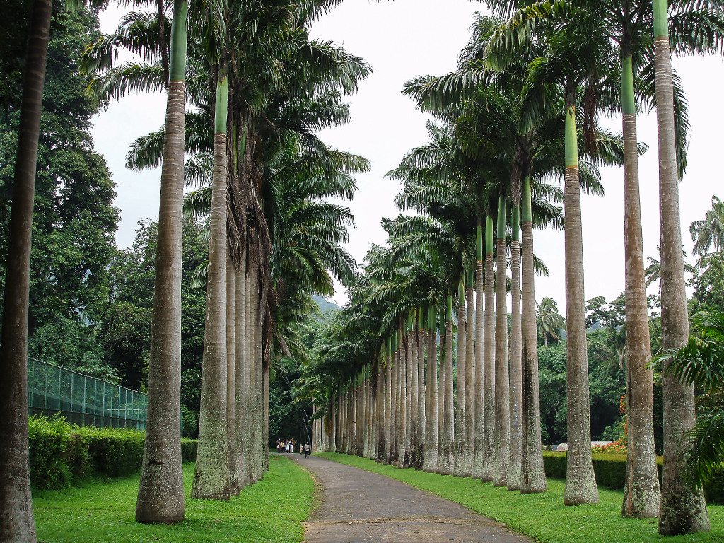 Шри Ланка, Королевский Ботанический сад