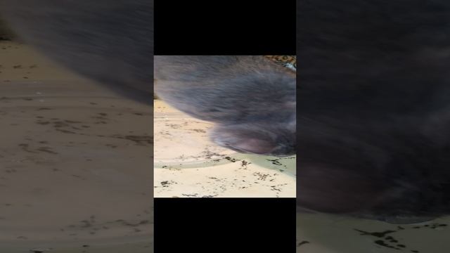 Котик мой совсем не ест, что делать не знаю.