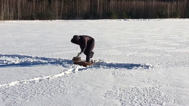 Лаврик. Как хорошо кувыркаться в снегу. Декабрь 2016