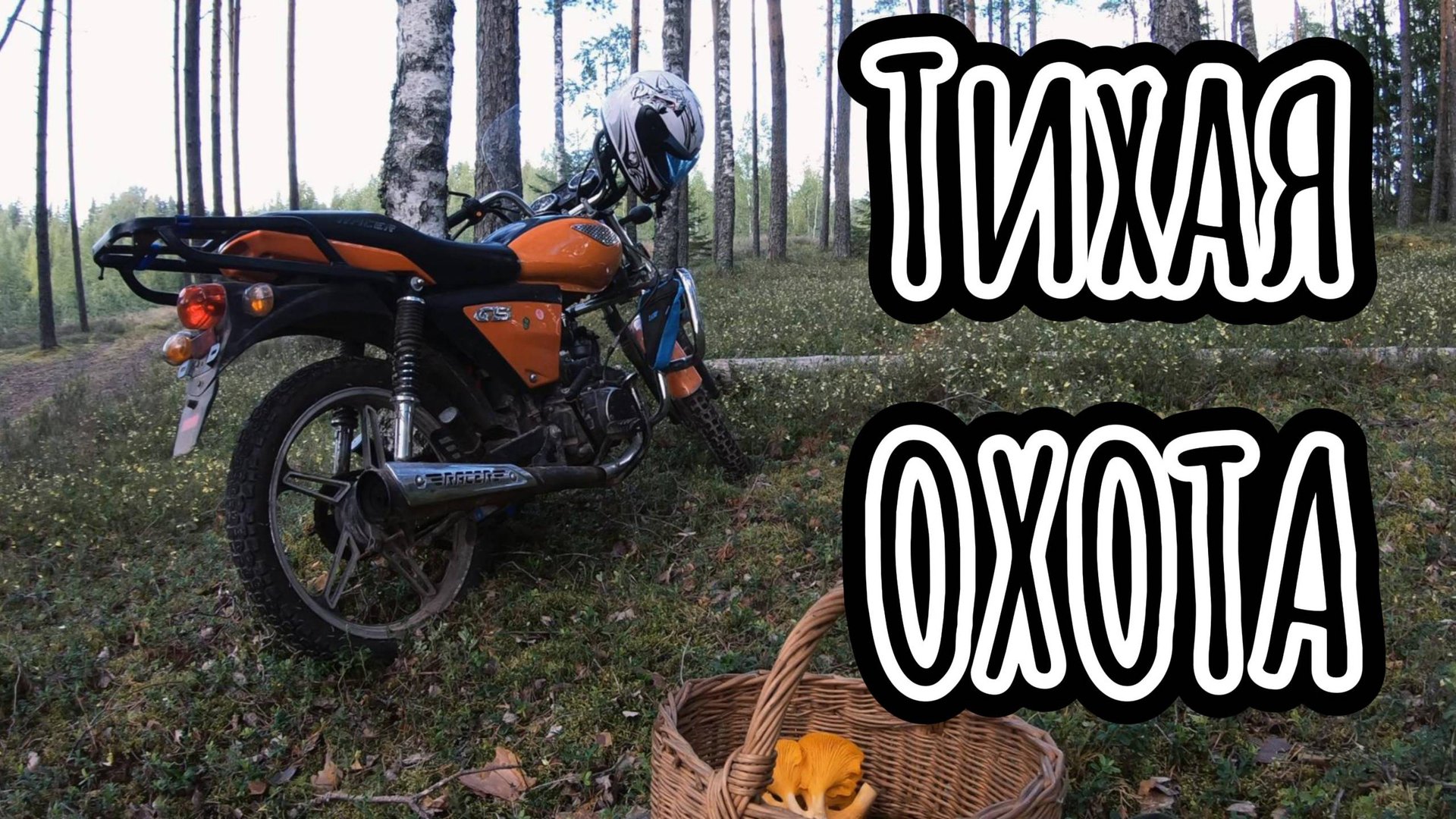 За грибами на Альфе | Тихая Охота | Что взять в лес на один день |