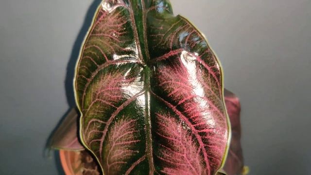 Цветы Вместе - Алоказия Азлани Alocasia Aslani размер 14/25