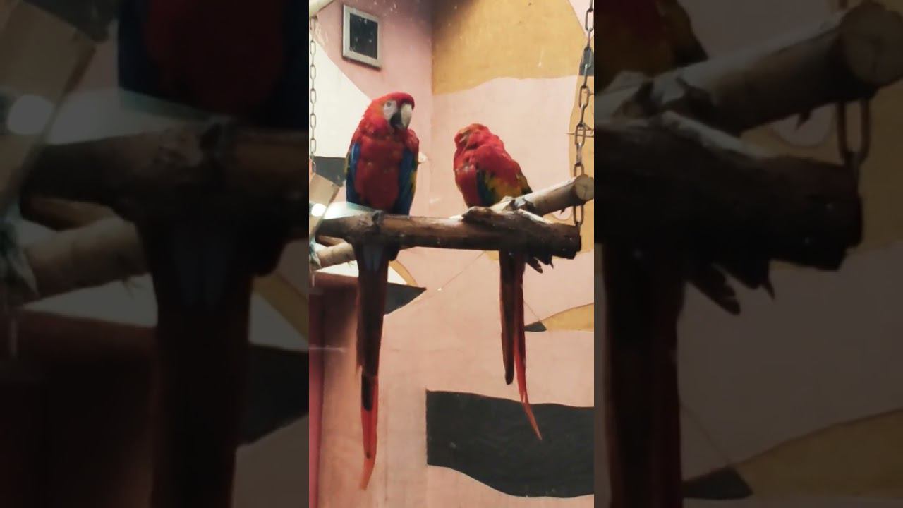 Красивые забавные экзотические #попугаи в Московском зоопарке.
