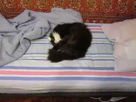 видео 4 Мурик№3