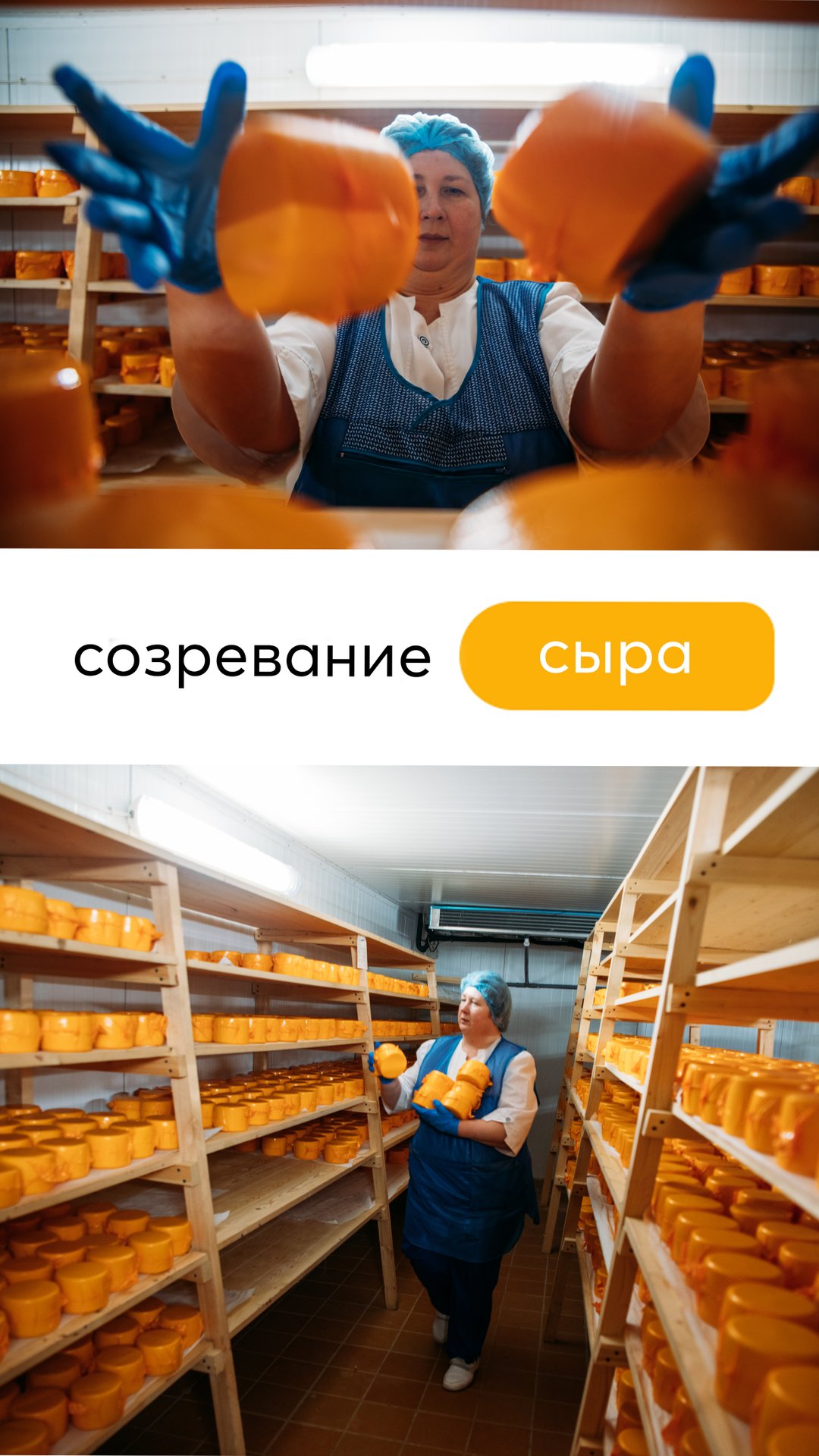 Как созревают сыры премиум класса ?