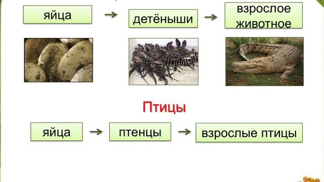 Размножение и развитие животных