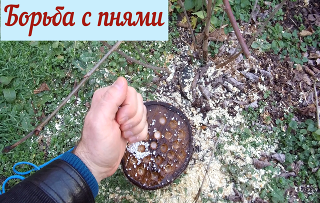 На ПМЖ в Краснодарский край Моя борьба с пнями на участке(10.01.2022)