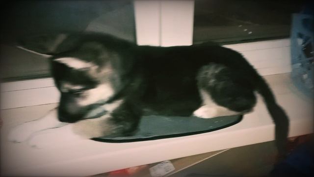 щенок лежит на подоконнике в темноте.