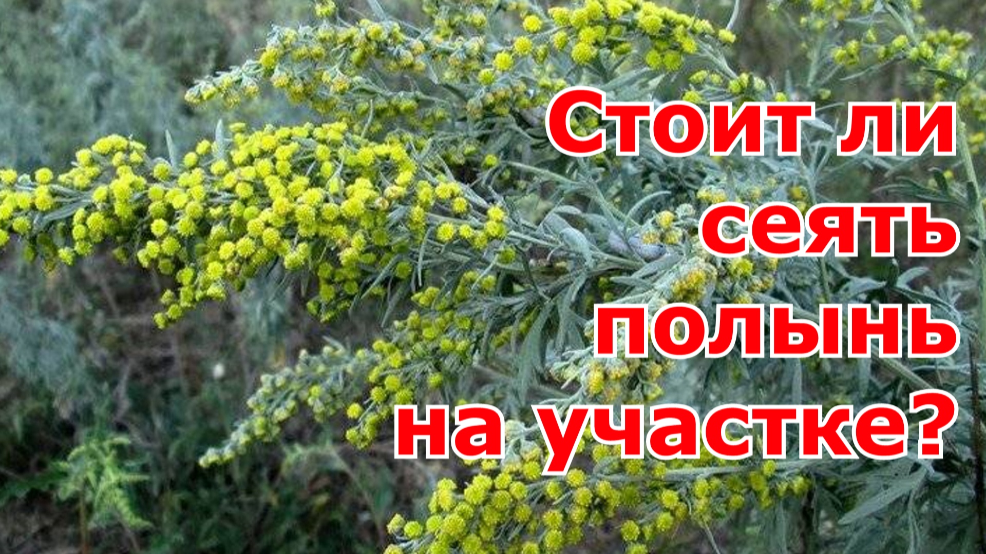 Посев полыни трех сортов на снег для рассады для разведения на участке. Горькая, белая и рутолистная