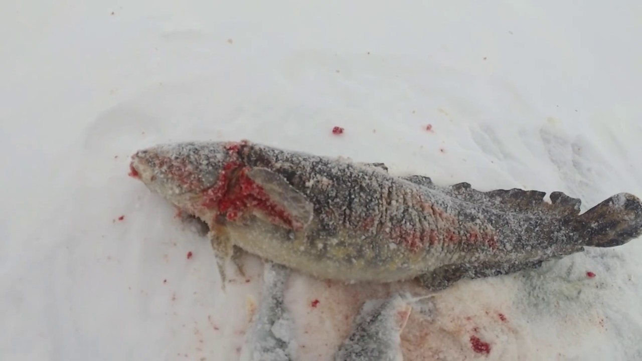 ЧУДСКОЕ ОЗЕРО!ЛОВЛЯ НАЛИМА!ЗИМНЯЯ РЫБАЛКА В ПСКОВСКОЙ ОБЛАСТИ.