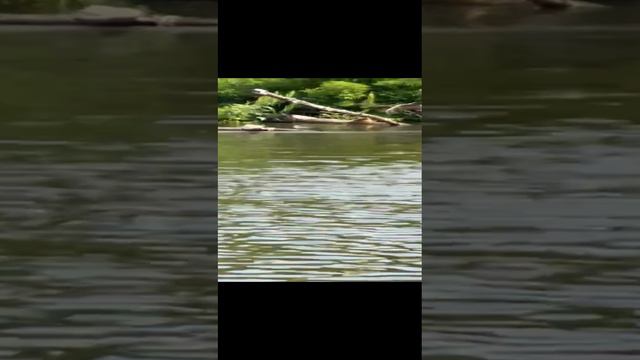 Цапля ловит рыбу.