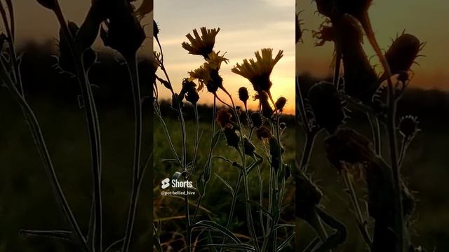 Счастье в простом! Happiness is simple! #villagelife #деревня #village