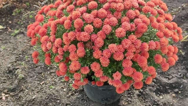 Хризантема мультифлора в октябре. Что делать за две недели до обрезки